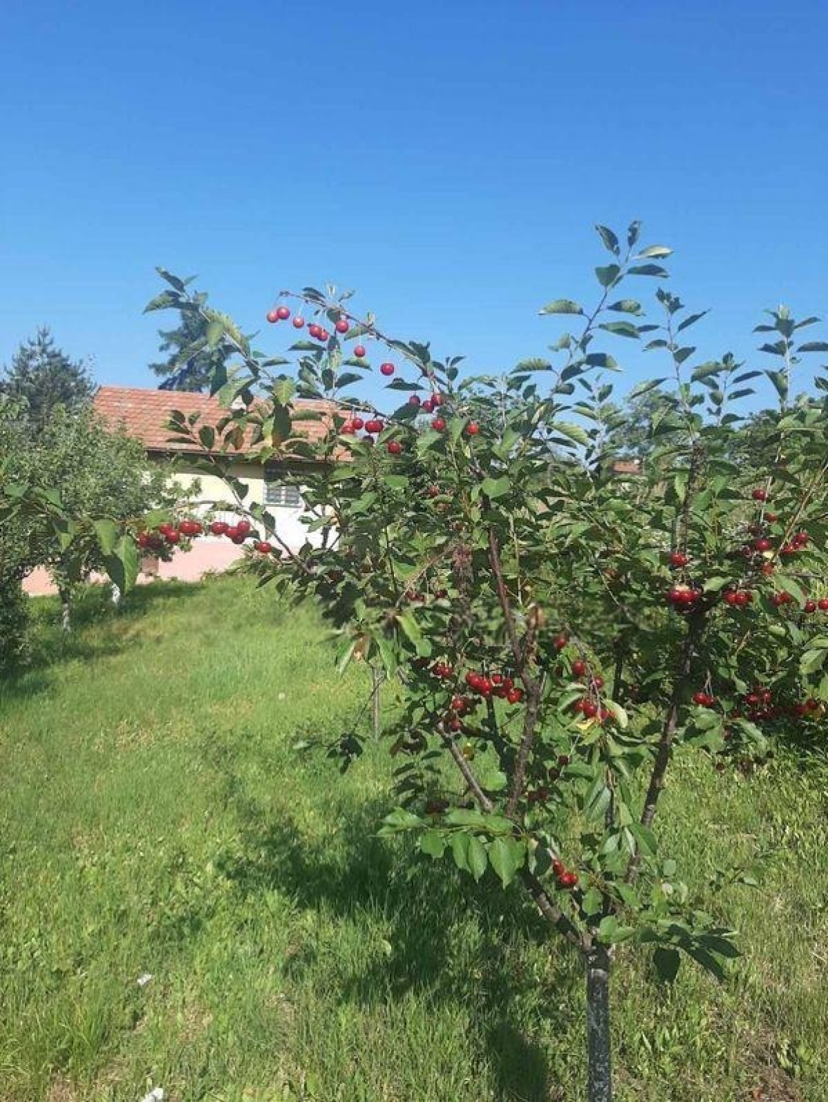 Beograd, Grocka, Brestovik, Vikendica, Prodaja, 40 m2, 22.000 ...