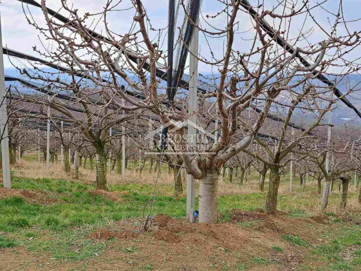 Beograd, Grocka, Begaljica, Plac, Prodaja, 324,8 a, 165.000 € - Grocka ...